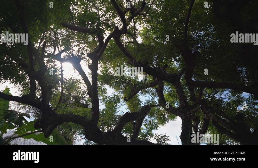 Sun filtering through tree leaves Stock Videos & Footage - HD and 4K ...