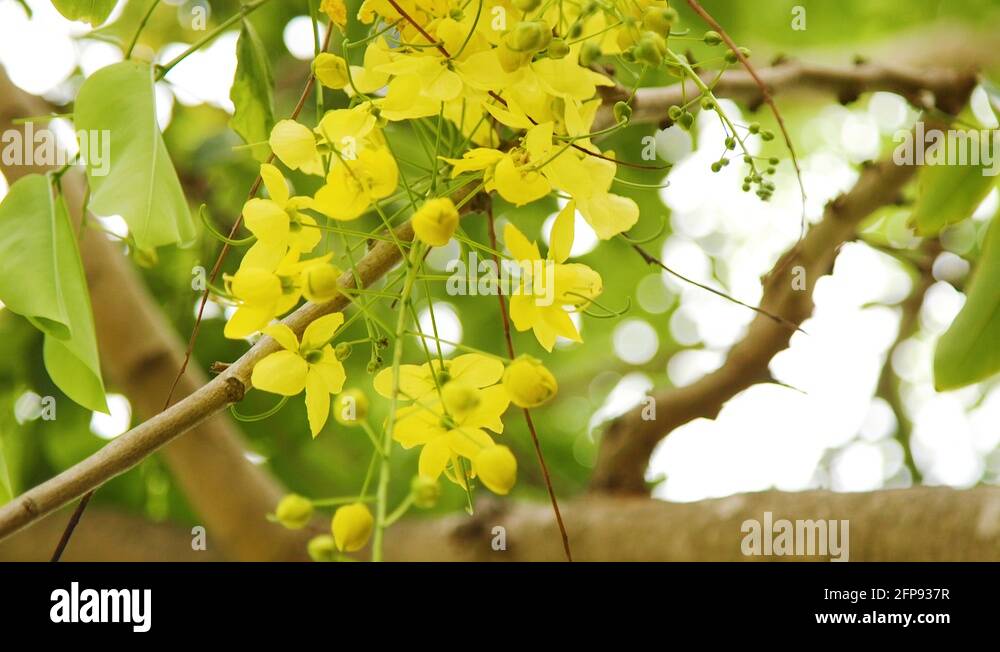 Cassia tree Stock Videos & Footage - HD and 4K Video Clips - Alamy