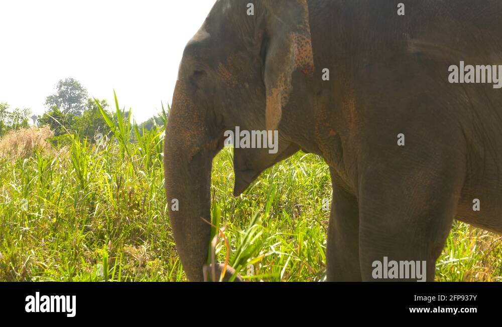 Asian elephant trunk up Stock Videos & Footage - HD and 4K Video Clips ...