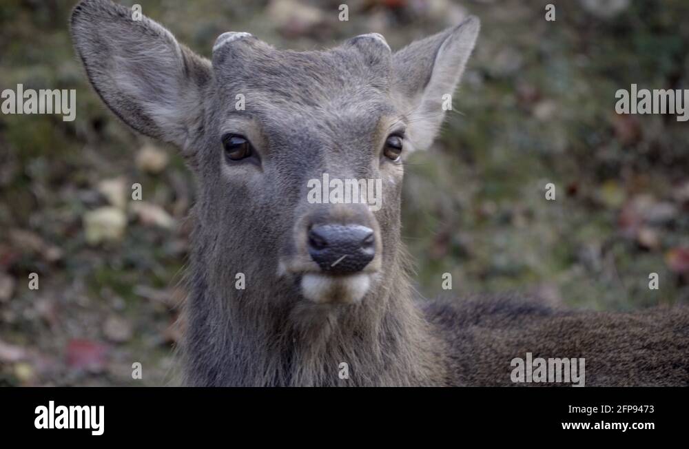 Buck deer head Stock Videos & Footage - HD and 4K Video Clips - Alamy