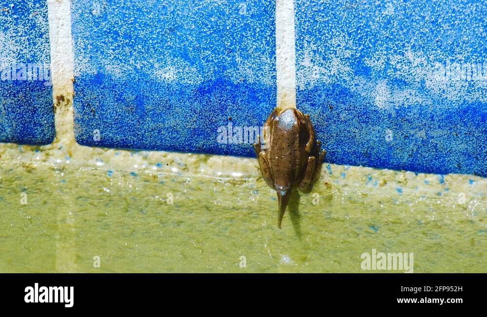 Taillessproto frog Stock Videos & Footage - HD and 4K Video Clips - Alamy