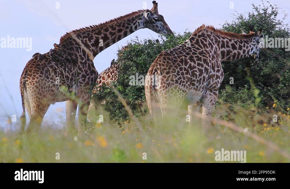 Giraffes in nairobi safari park Stock Videos & Footage - HD and 4K ...