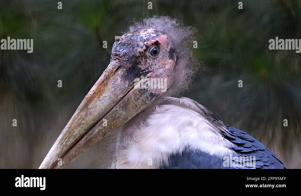 The close up look of a Marabou Stork, looking ill and molting - Close ...