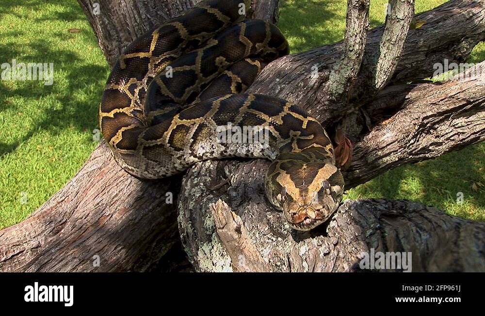 Coiled snake rests Stock Videos & Footage - HD and 4K Video Clips - Alamy