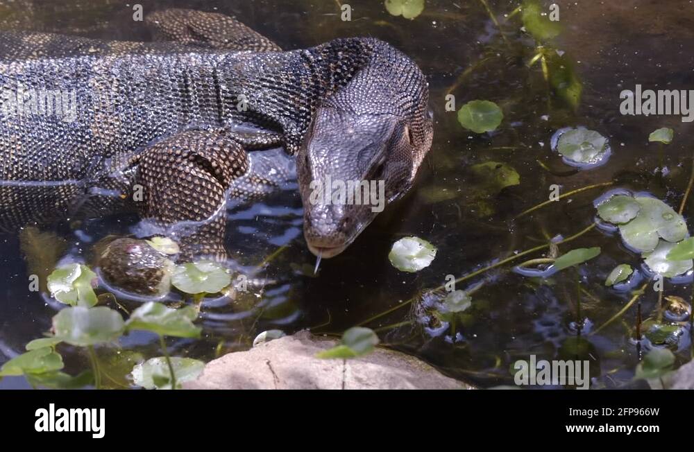 Lizard sticking out tongue Stock Videos & Footage - HD and 4K Video ...