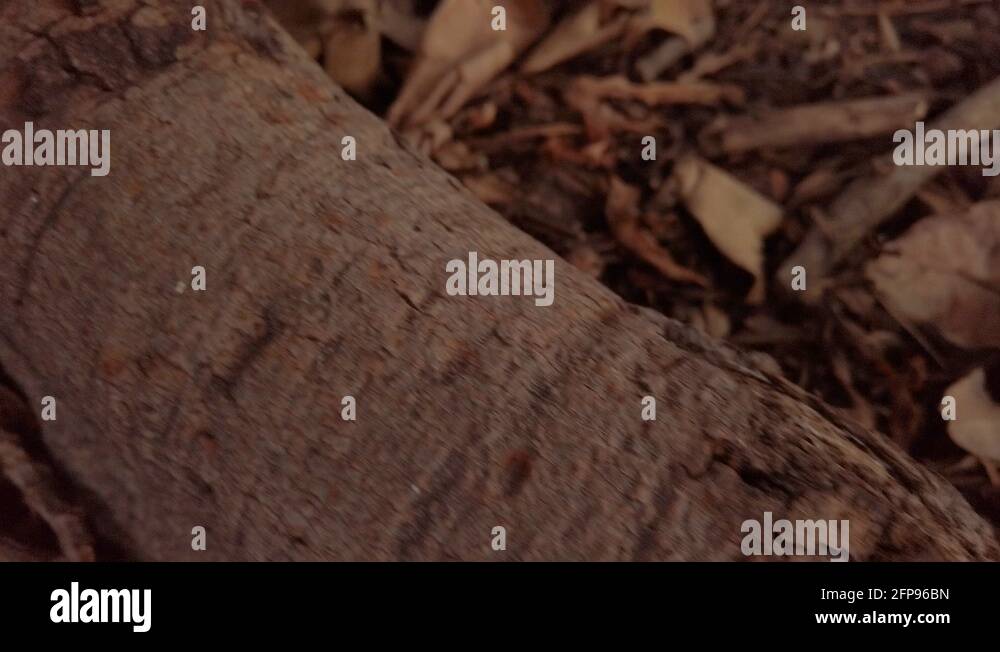 Texture of bark on giant tree roots, Close Up Sliding Detail Top Shot ...