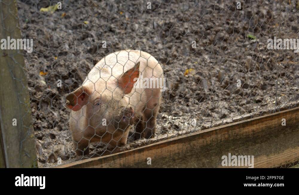 Pig look Stock Videos & Footage - HD and 4K Video Clips - Alamy