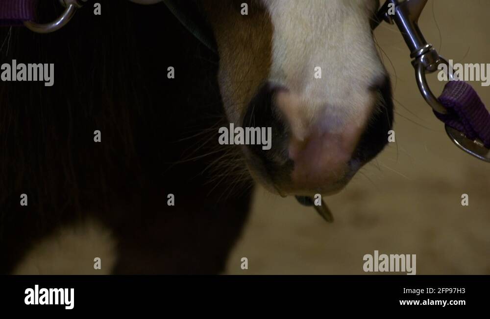 Pony cross Stock Videos & Footage - HD and 4K Video Clips - Alamy