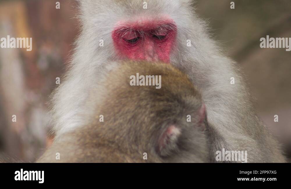 Monkey social grooming Stock Videos & Footage - HD and 4K Video Clips ...