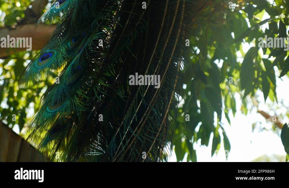 Peacock sitting on tree Stock Videos & Footage - HD and 4K Video Clips ...