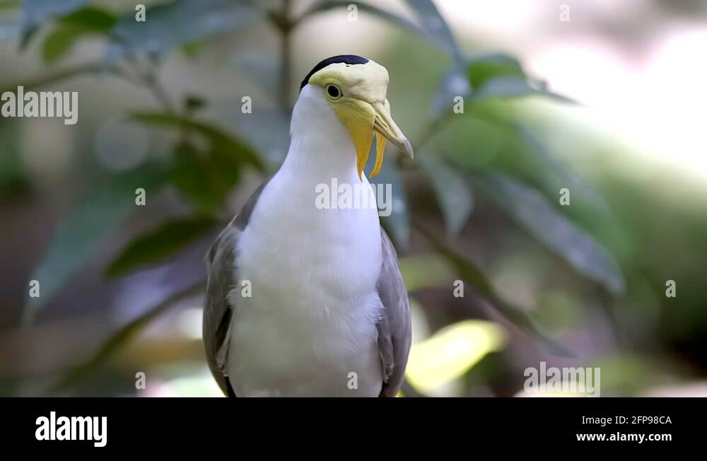 Bearded bird Stock Videos & Footage - HD and 4K Video Clips - Alamy