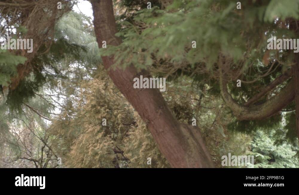 Evergreen trunk Stock Videos & Footage - HD and 4K Video Clips - Alamy