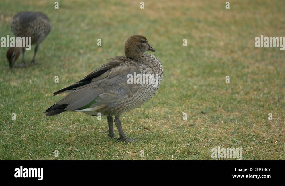 Australian native duck Stock Videos & Footage - HD and 4K Video Clips ...