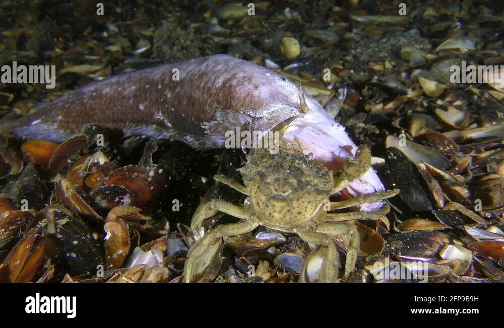 European green crab is trying to tear a piece of meat from dead fish ...