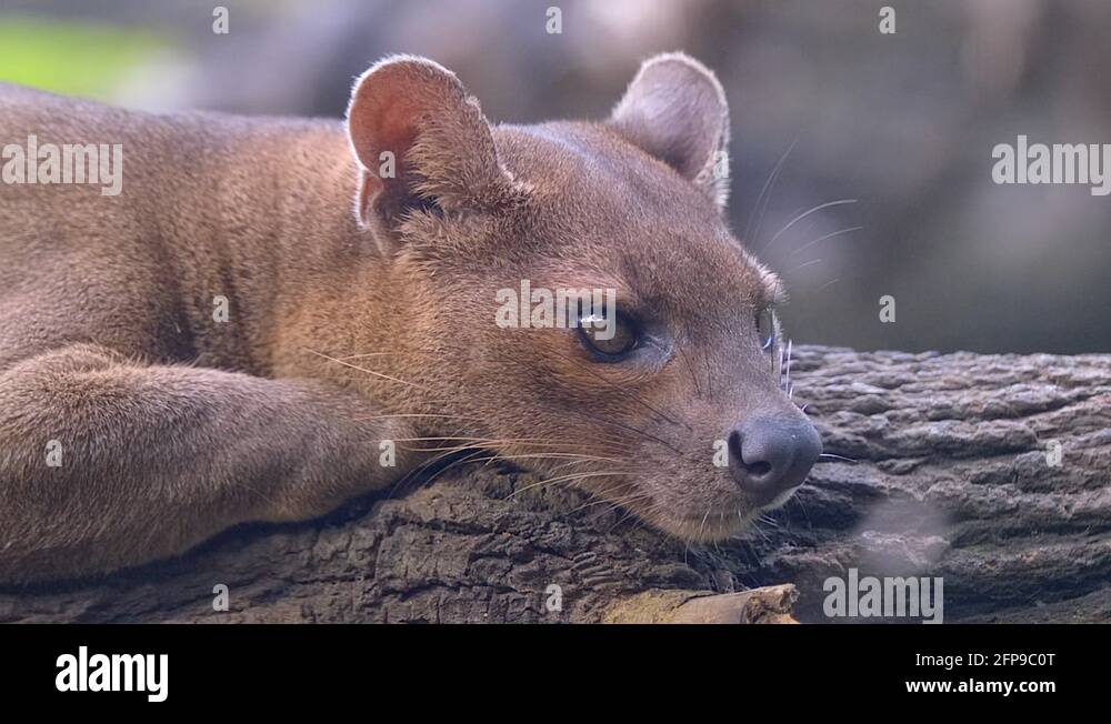 A beautiful brown, furry Fossa, Madagascar's top predator, sleeping on ...