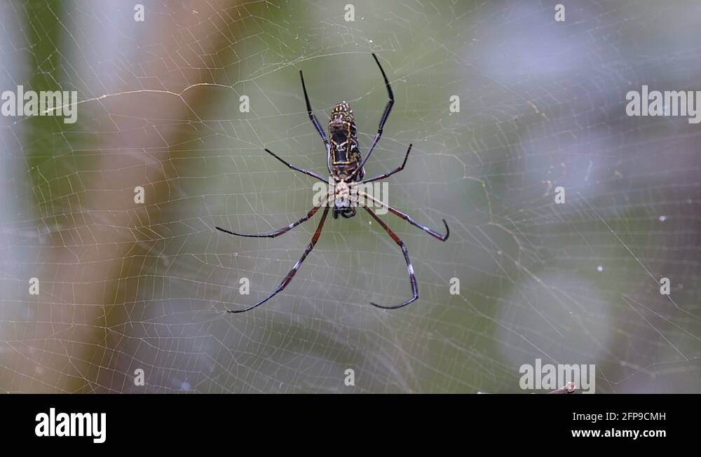 Spider long legs Stock Videos & Footage - HD and 4K Video Clips - Alamy