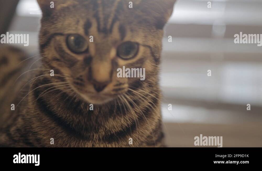 Cat close up looking domestic Stock Videos & Footage - HD and 4K Video ...
