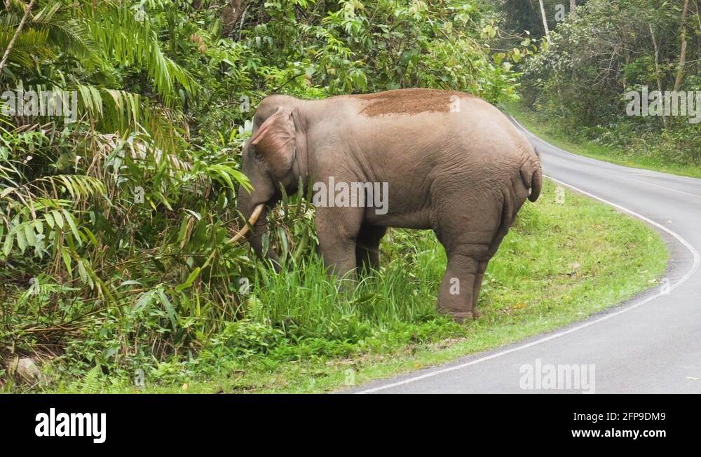 Elephant and road Stock Videos & Footage - HD and 4K Video Clips - Alamy
