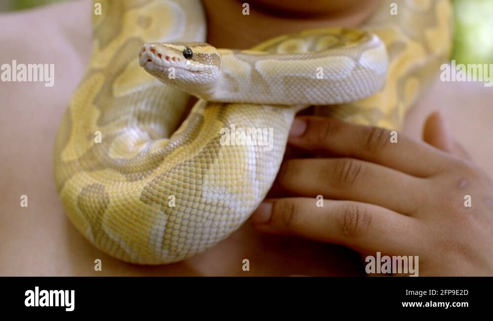 Snake twisted Stock Videos & Footage - HD and 4K Video Clips - Alamy