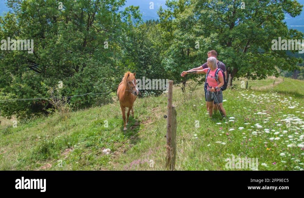 Horse over fence Stock Videos & Footage - HD and 4K Video Clips - Alamy