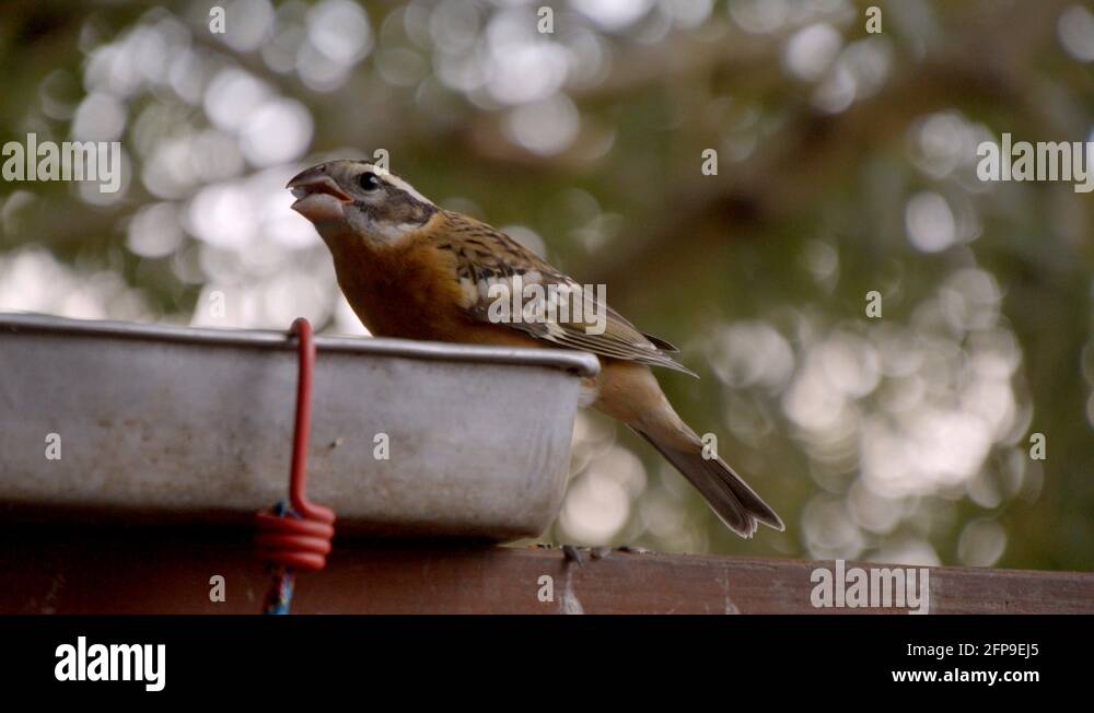 Bird eating birdseed Stock Videos & Footage - HD and 4K Video Clips - Alamy