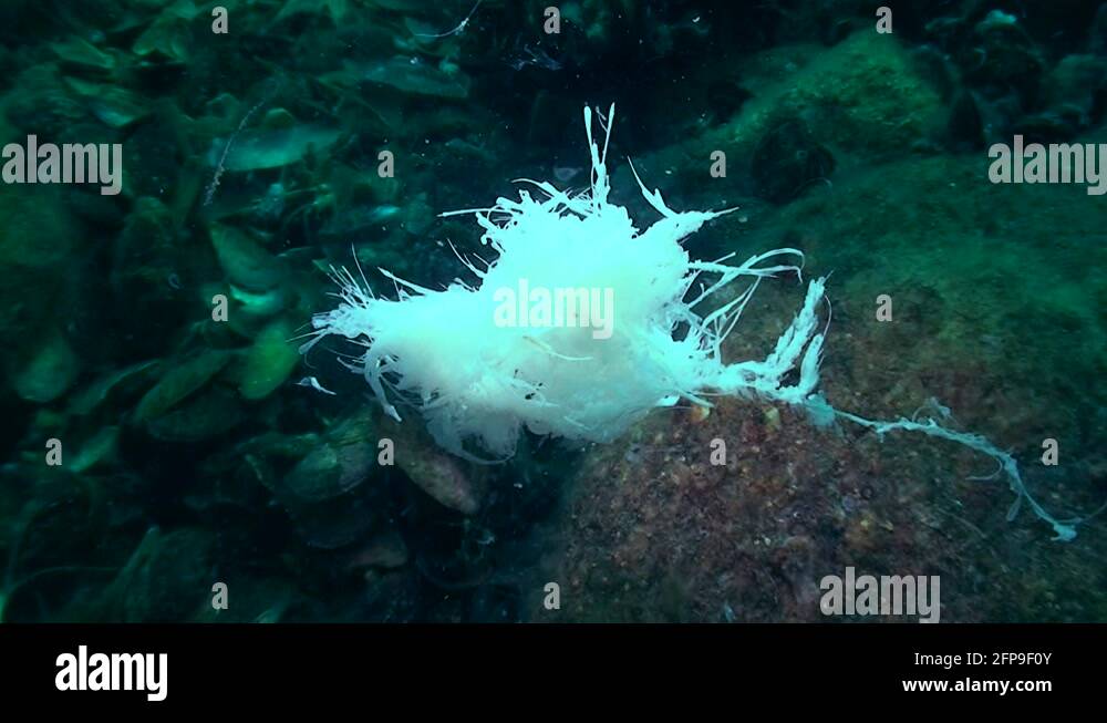 Mass of fungi Stock Videos & Footage - HD and 4K Video Clips - Alamy