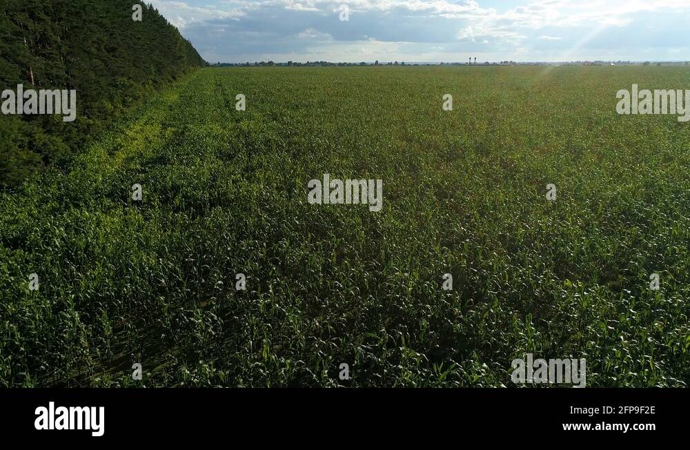 Processed maize Stock Videos & Footage - HD and 4K Video Clips - Alamy