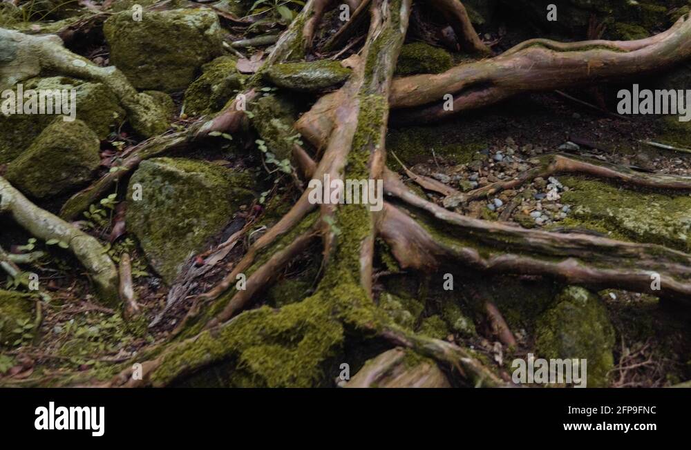 Complex root structure Stock Videos & Footage - HD and 4K Video Clips ...