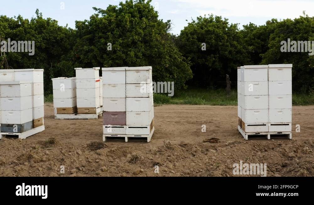 Wooden bee hive boxes Stock Videos & Footage - HD and 4K Video Clips ...