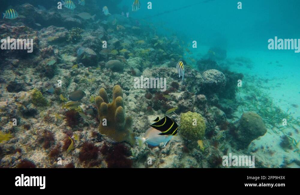Jamaican fish Stock Videos & Footage - HD and 4K Video Clips - Alamy
