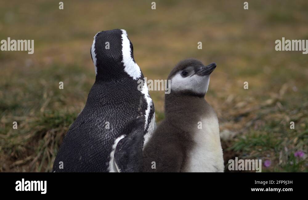 Penguin flightless bird Stock Videos & Footage - HD and 4K Video Clips ...