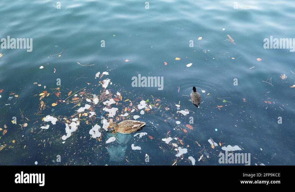 Ducks and plastic waste Stock Videos & Footage - HD and 4K Video Clips ...