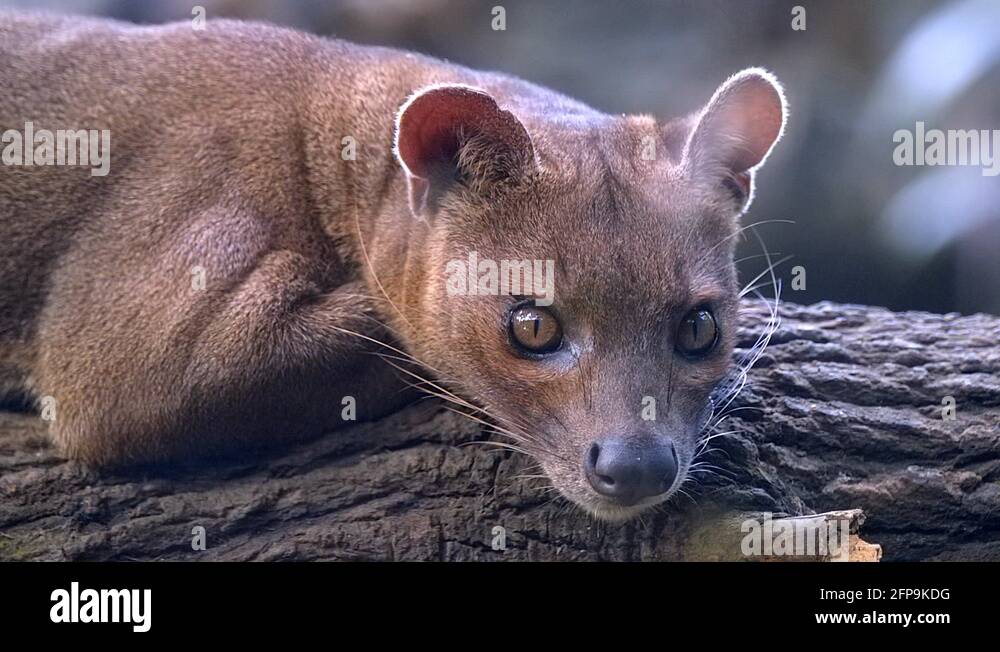 Fossa tree Stock Videos & Footage - HD and 4K Video Clips - Alamy