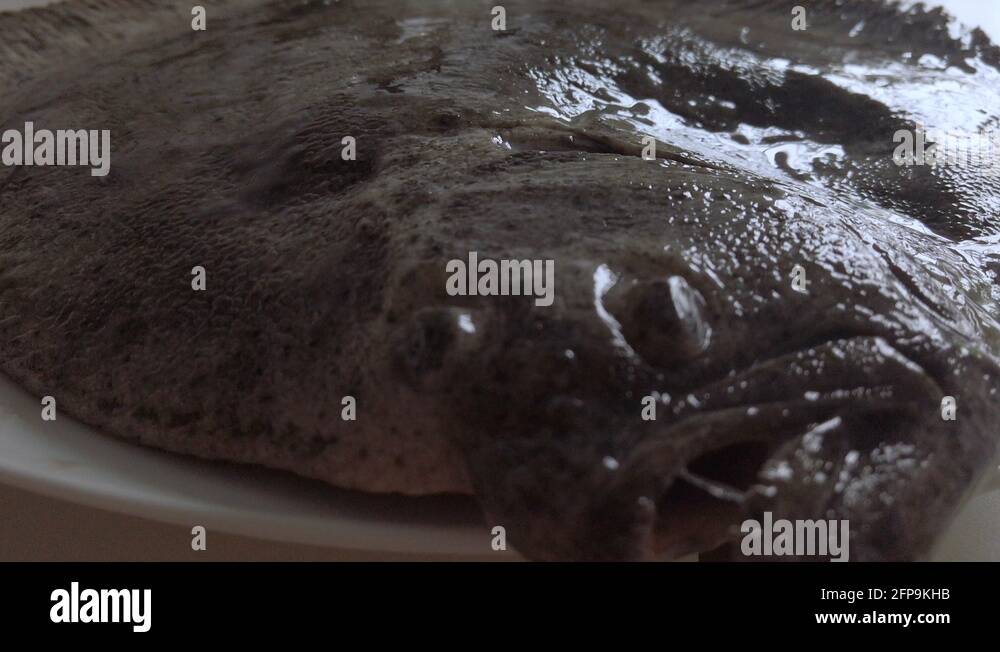 Whole fish teeth plate Stock Videos & Footage - HD and 4K Video Clips ...