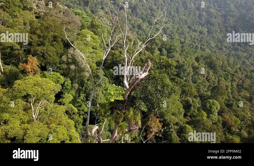 Closed canopy Stock Videos & Footage - HD and 4K Video Clips - Alamy