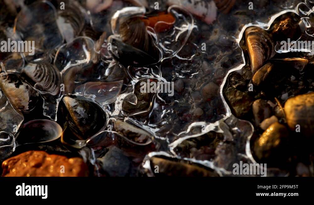 Underwater shells lake Stock Videos & Footage - HD and 4K Video Clips ...