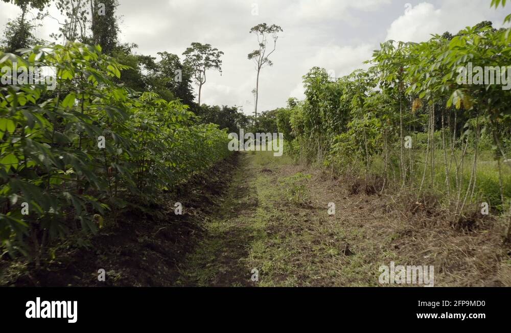 Cassava crop Stock Videos & Footage - HD and 4K Video Clips - Alamy