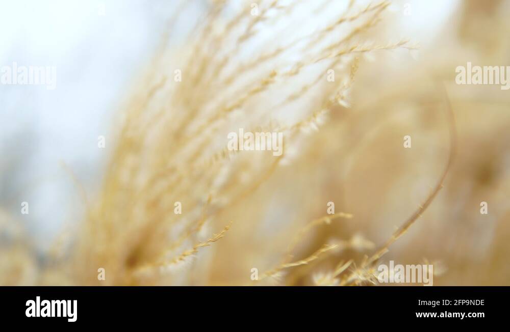 Stalks of pampas grass Stock Videos & Footage - HD and 4K Video Clips ...