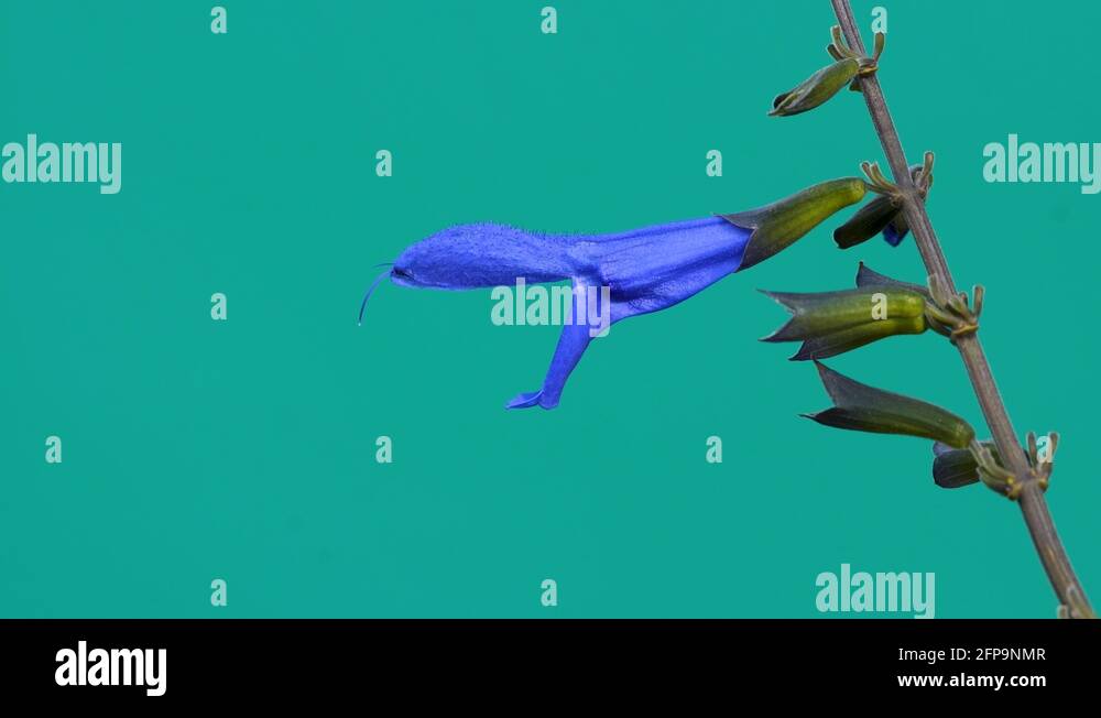 Native cobalt Stock Videos & Footage - HD and 4K Video Clips - Alamy