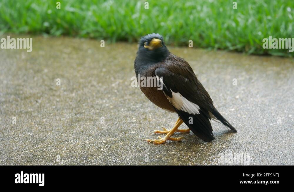 Indian mynah bird australia Stock Videos & Footage - HD and 4K Video ...