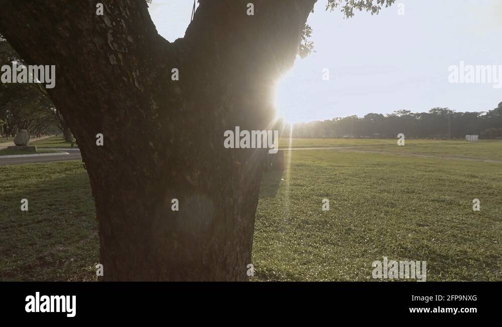 Beautiful view of a sun flare on a tree in Stotsenberg park, Clark ...