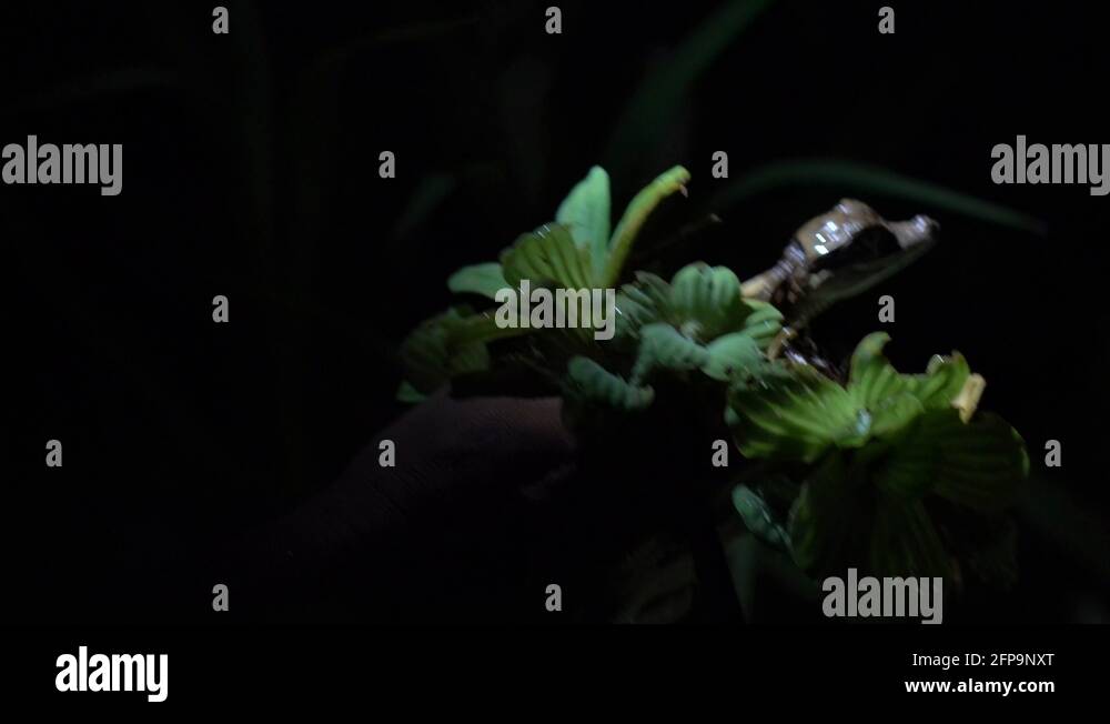 Crocodile night Stock Videos & Footage - HD and 4K Video Clips - Alamy