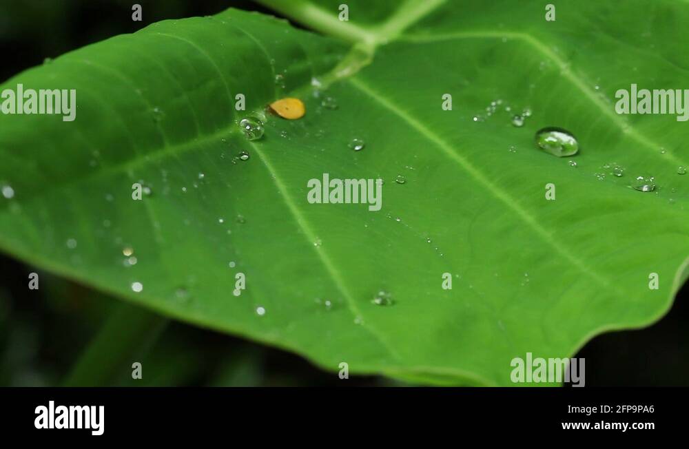 Raining rain forest Stock Videos & Footage - HD and 4K Video Clips - Alamy