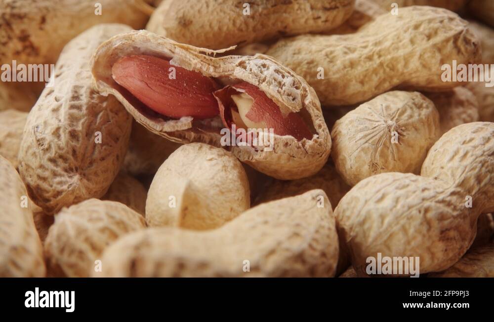 Monkey nuts Stock Videos & Footage - HD and 4K Video Clips - Alamy