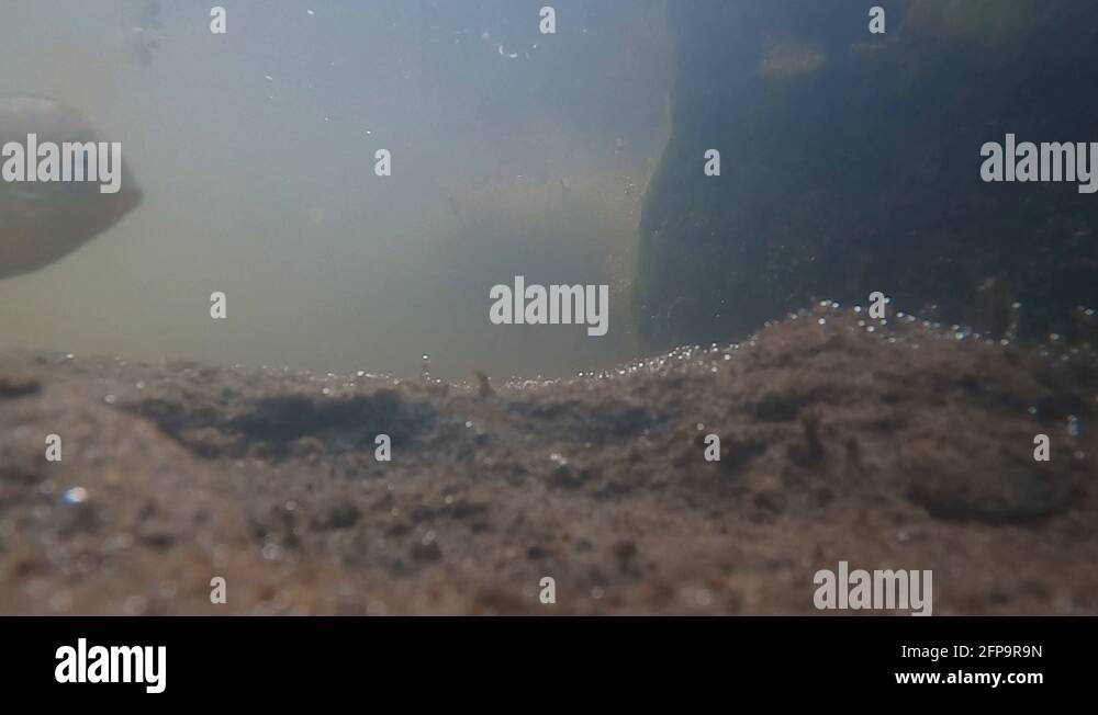 Underwater shoot Orange chromide,Etroplus maculatus one fish,Nature ...