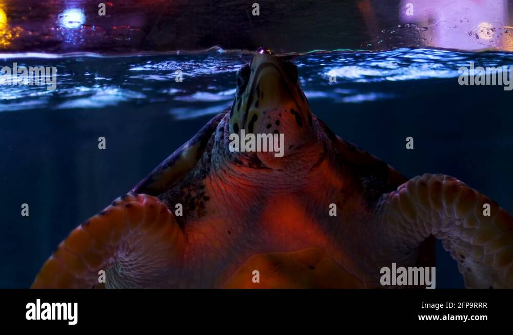 Giant turtle indian Stock Videos & Footage - HD and 4K Video Clips - Alamy
