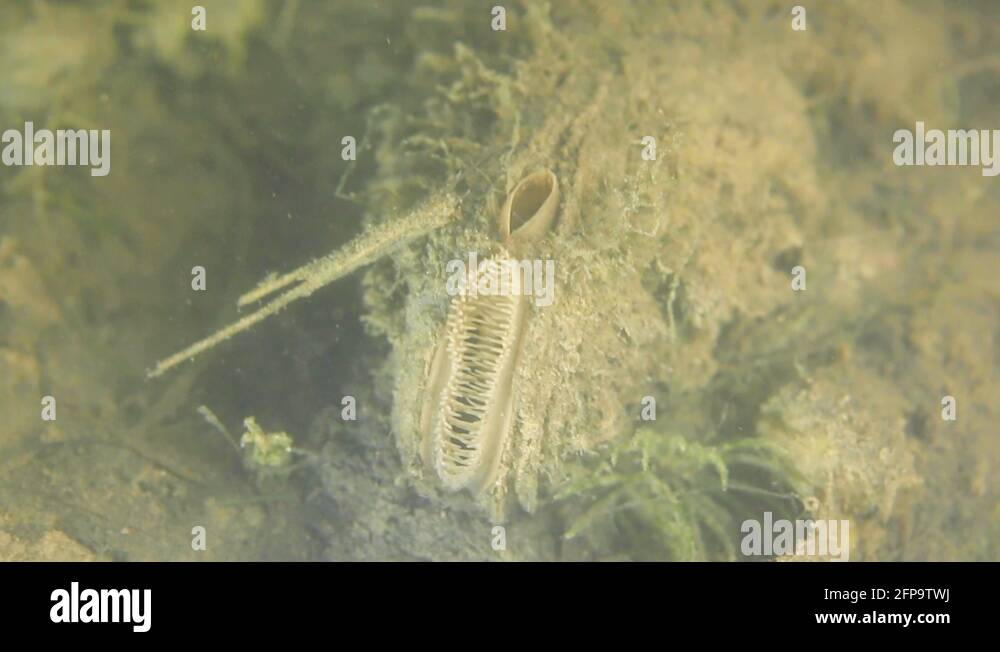 Mussel larva Stock Videos & Footage - HD and 4K Video Clips - Alamy