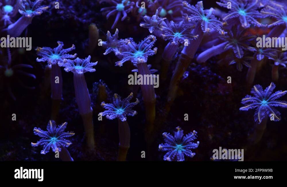 Polyps coral Stock Videos & Footage - HD and 4K Video Clips - Alamy