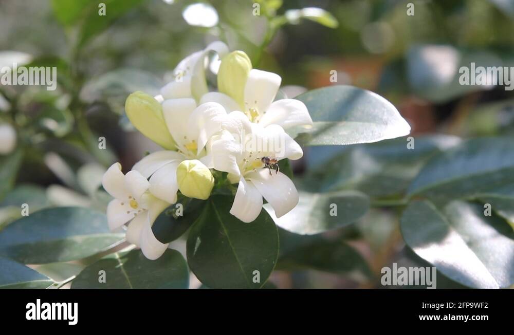 White jasmine flower Stock Videos & Footage - HD and 4K Video Clips - Alamy