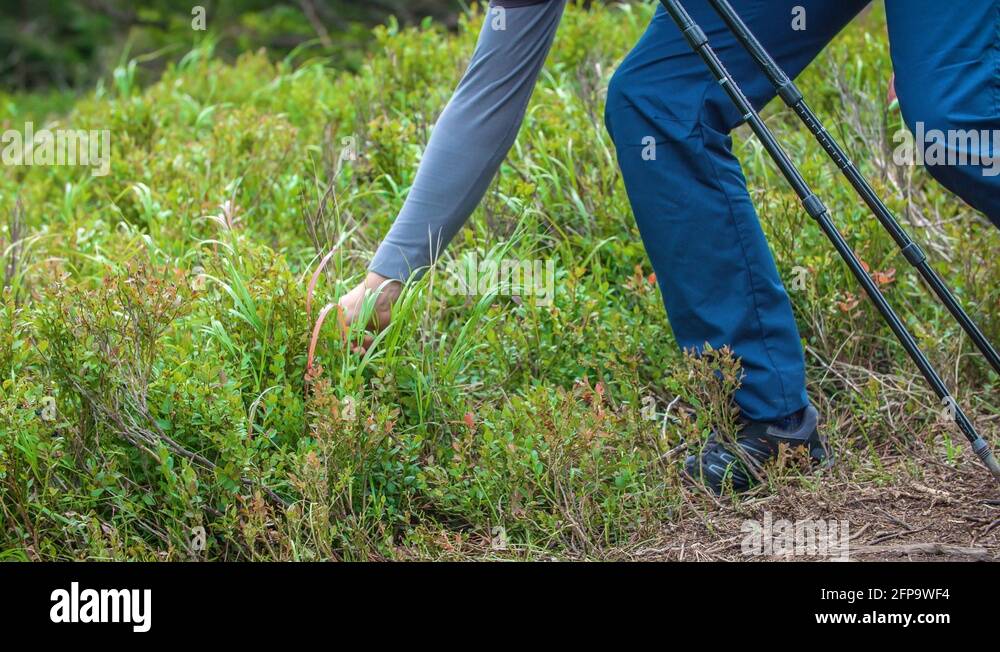 Lean on walking stick Stock Videos & Footage - HD and 4K Video Clips ...